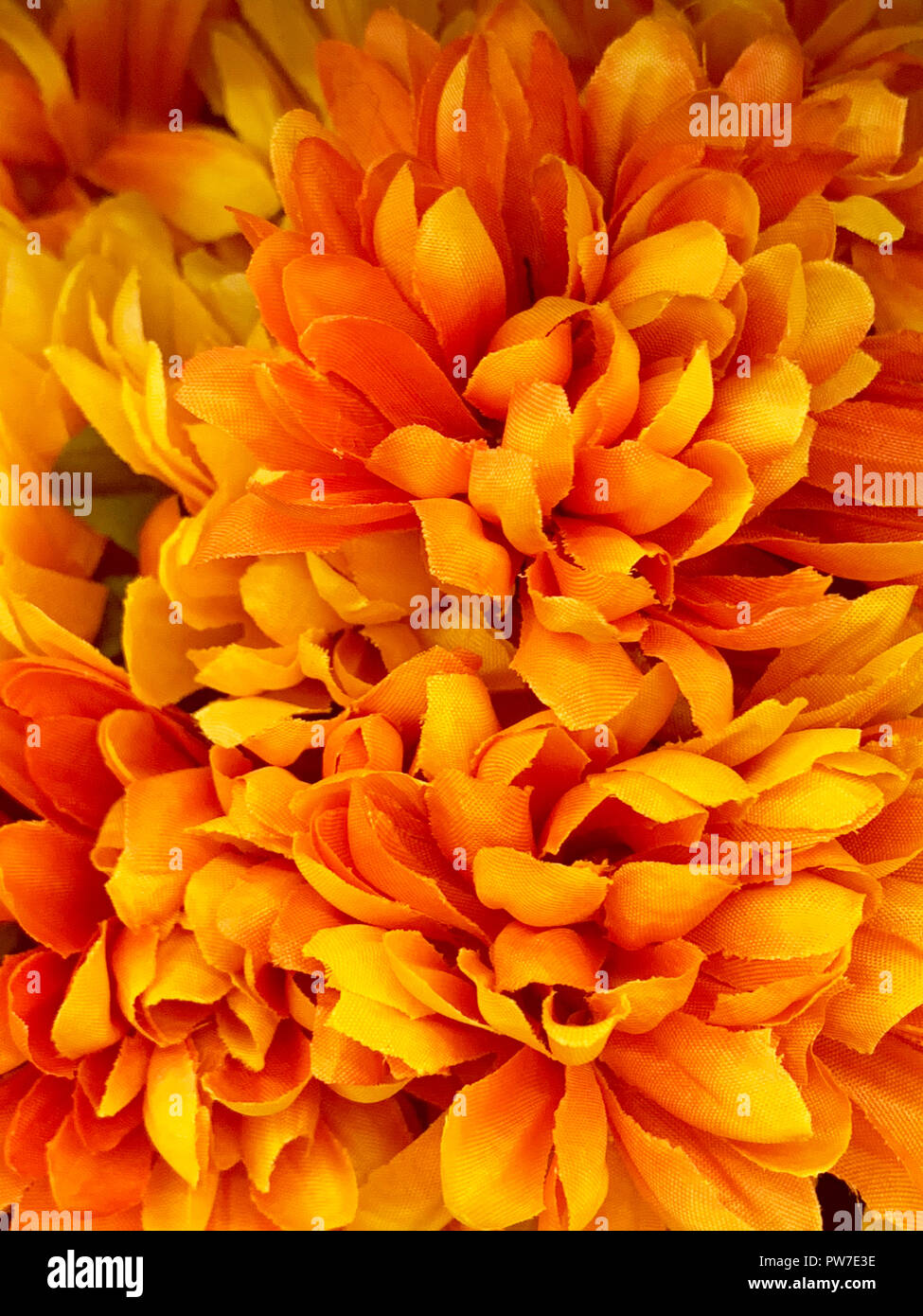 An extreme close-up of orange petals from a bunch of flowers in a ...