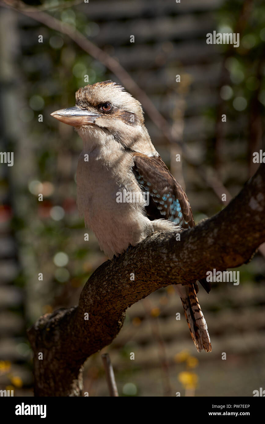 Wild garden suburban australia hi-res stock photography and images - Alamy