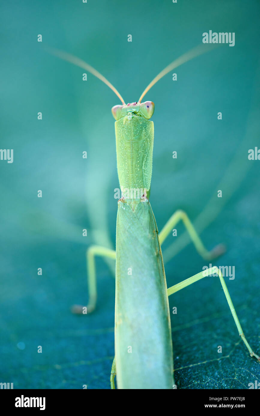 Stick leaf insects hi-res stock photography and images - Alamy