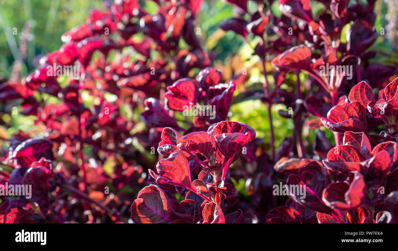Toronto public gardens hi-res stock photography and images - Alamy