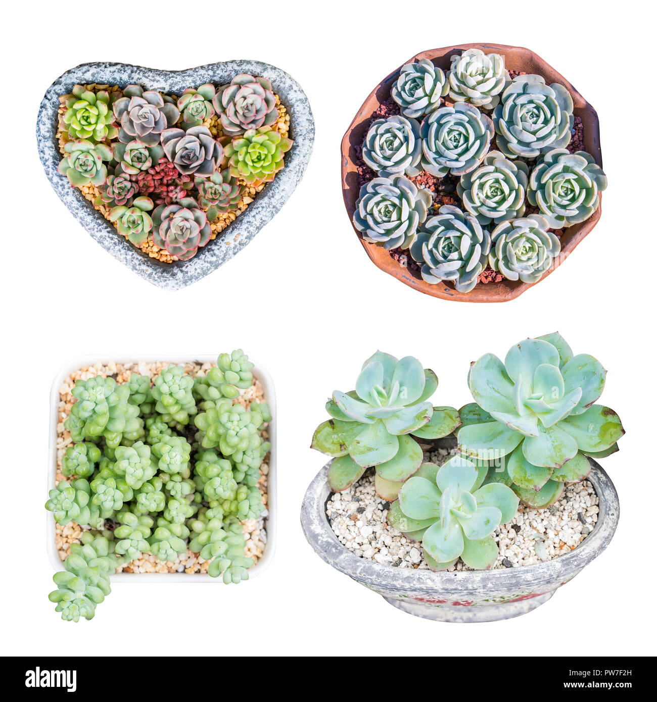 Green and grass in the desert Cut Out Stock Images & Pictures - Alamy