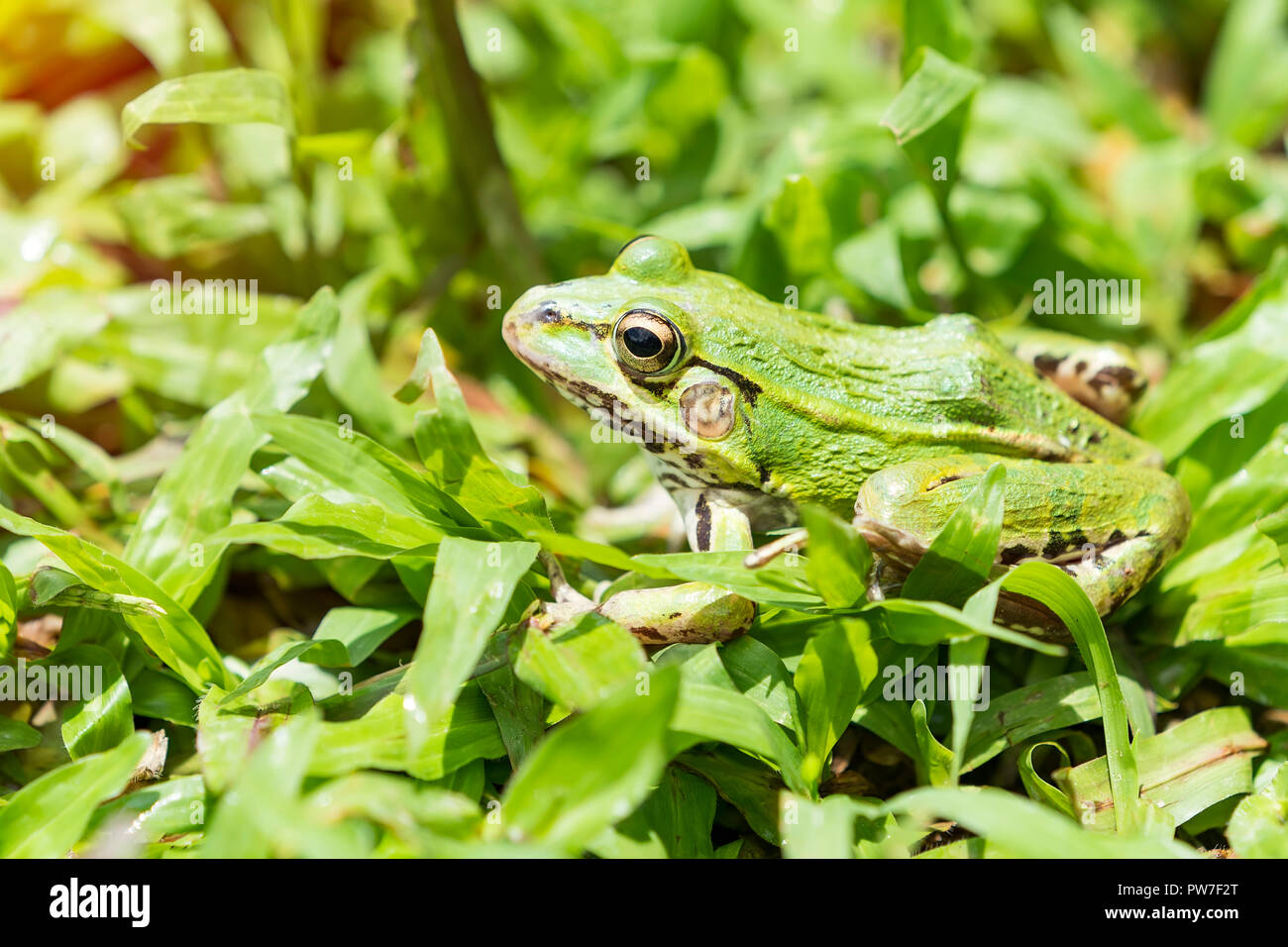portrait of a green frog in the grass Stock Photo - Alamy