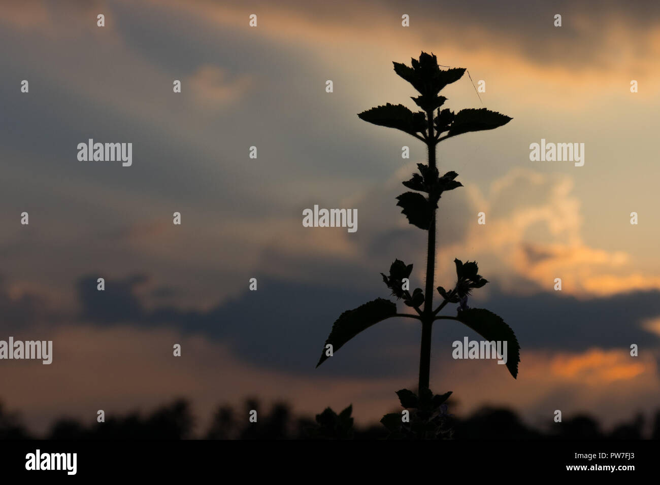 plants at sunset Stock Photo - Alamy
