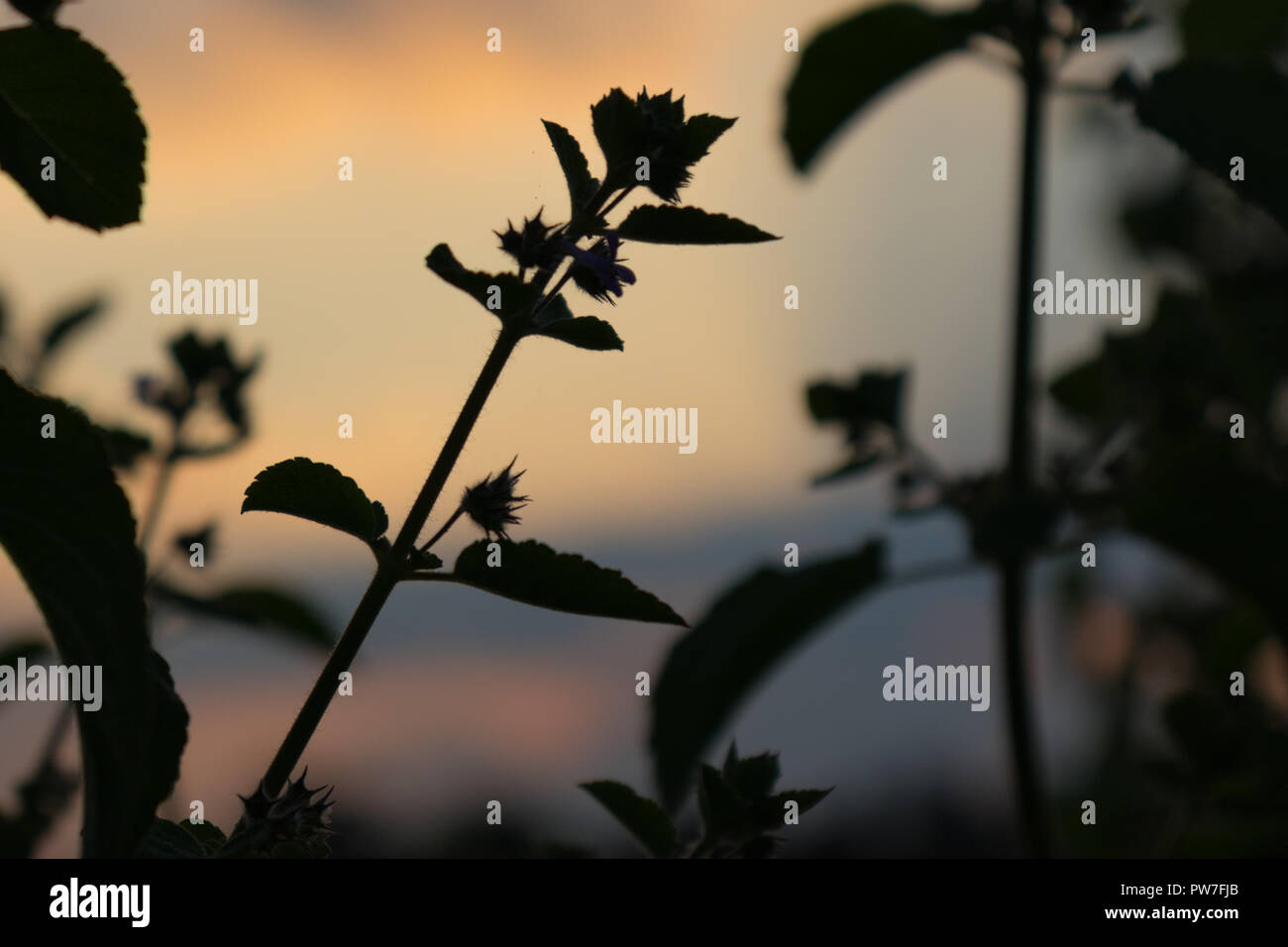 plants at sunset Stock Photo - Alamy
