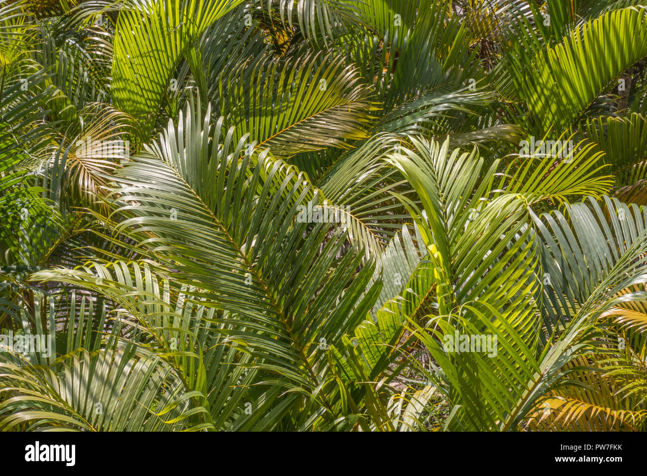 Golden cane palm hi-res stock photography and images - Alamy