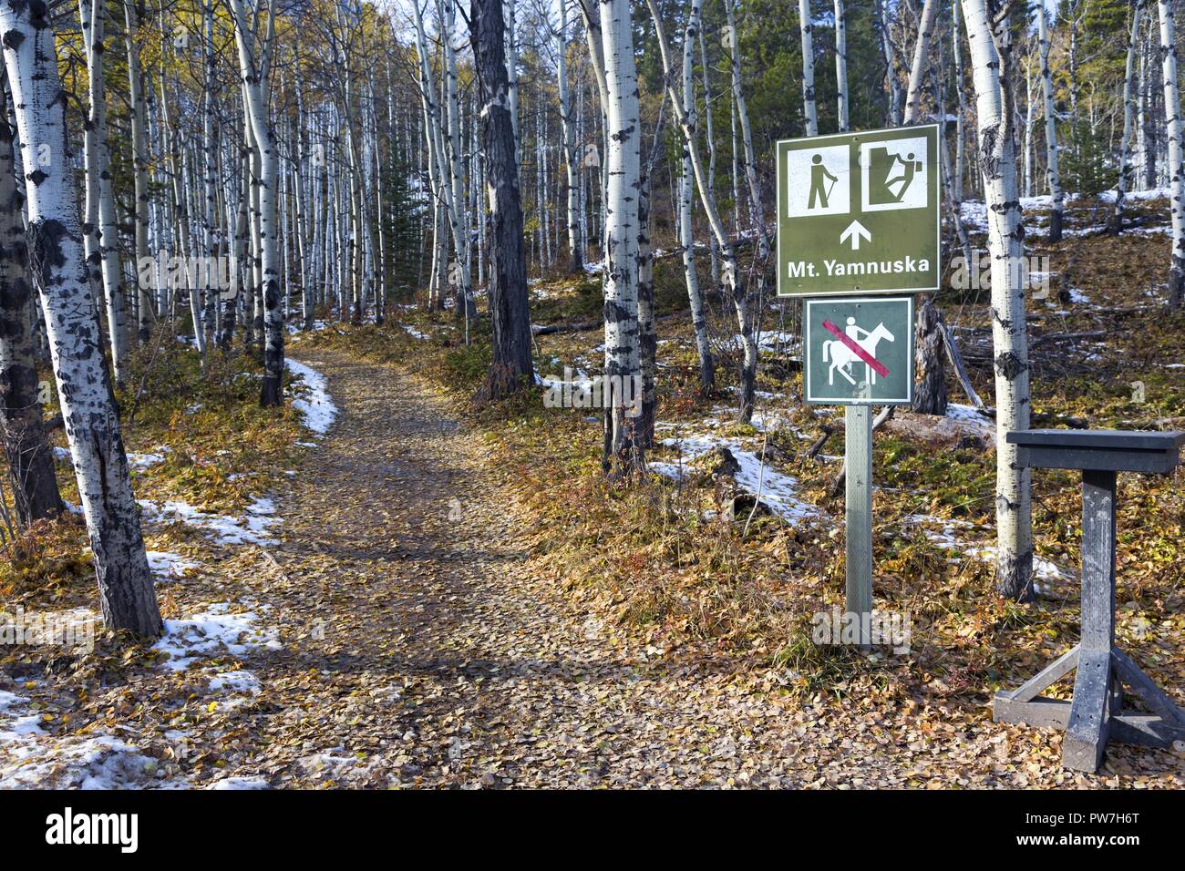 Mount Yamnuska or John Laurie Hiking Trail Sign in Aspen Forest. Autumn ...