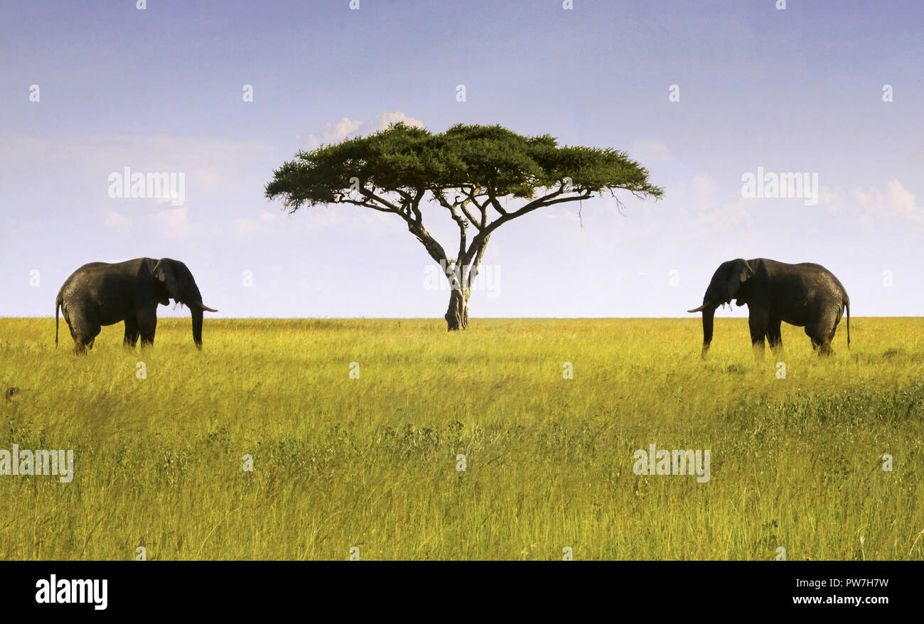 Elephants Pair Facing Single Isolated Acacia Tree in Serengeti National ...