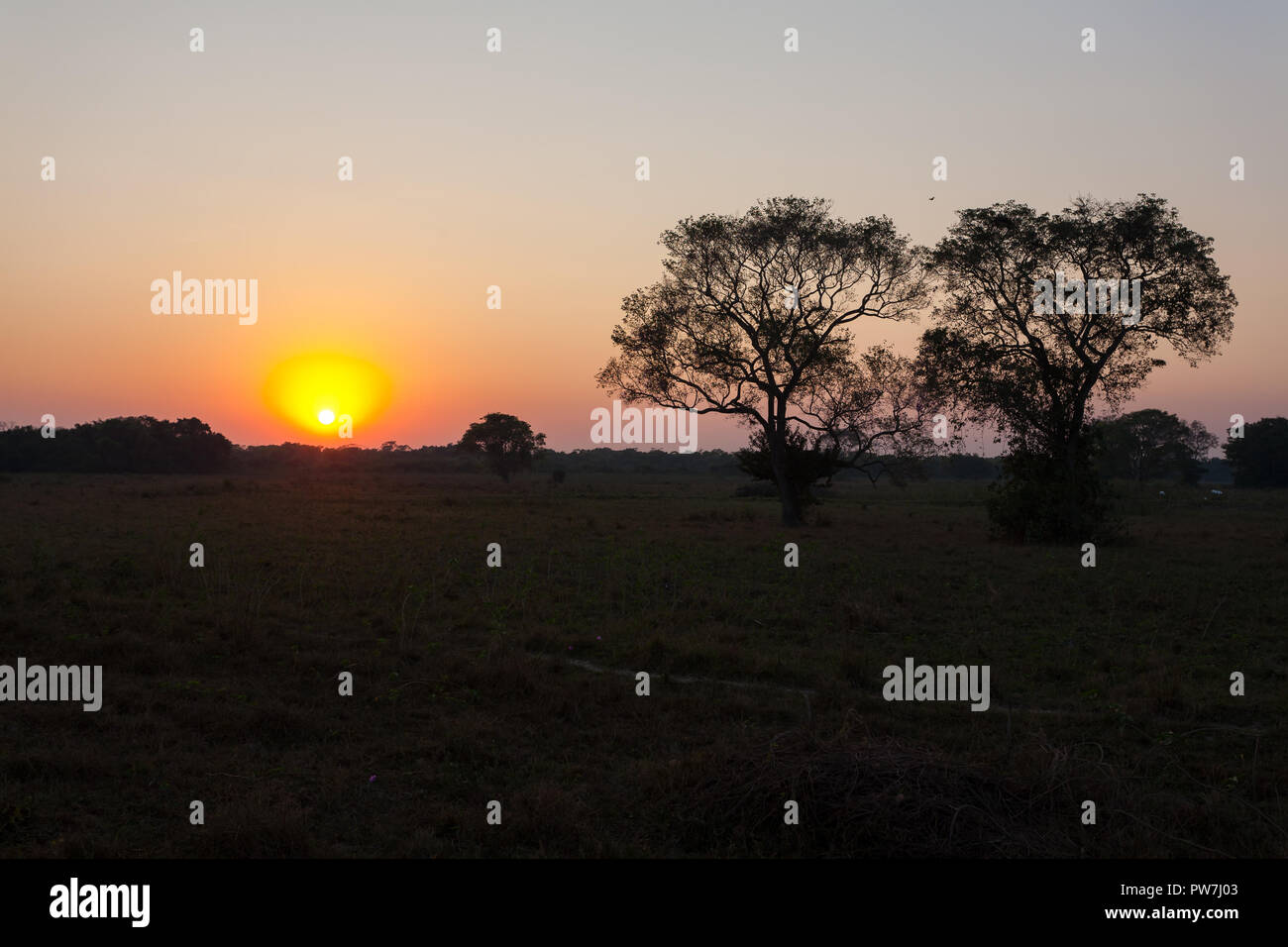 Sunrise from Pantanal, Brazilian landscape. Wetland region, Brazil ...