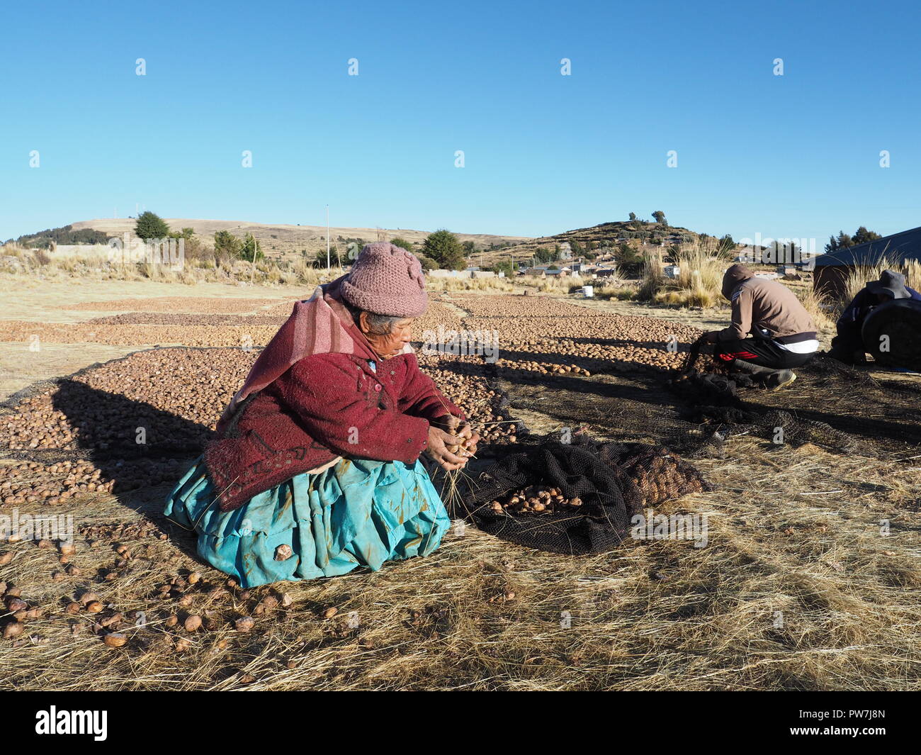 In PERU a variety of potato called Chuño, produced by dehydration ...