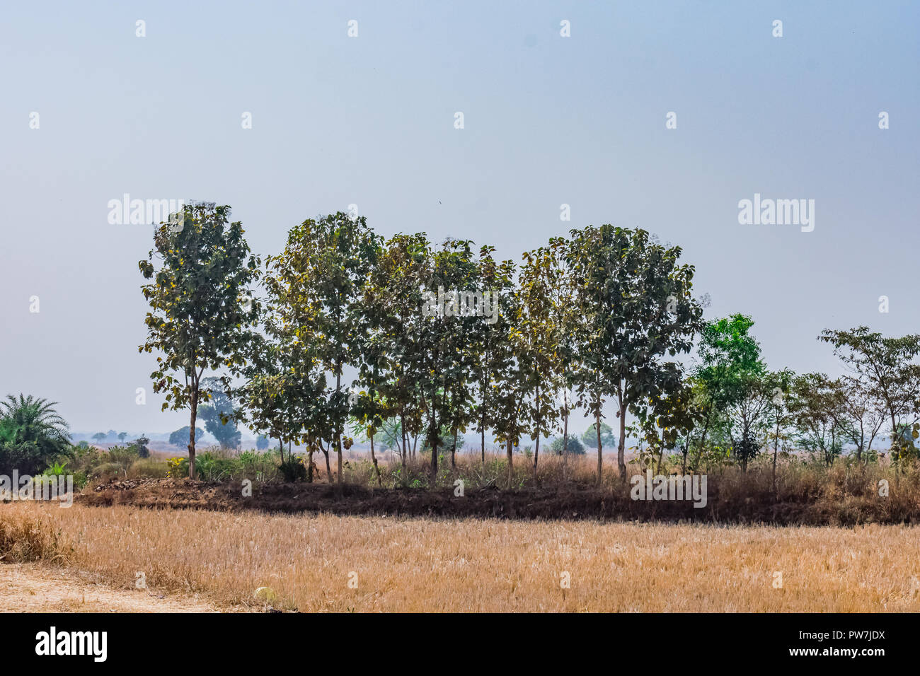 Teak wood small trees in a row newly plantations a side of paddy farm ...