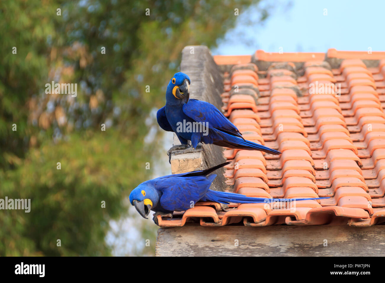 Couple of Hyacinth macaw from Pantanal, Brazil. Brazilian wildlife ...