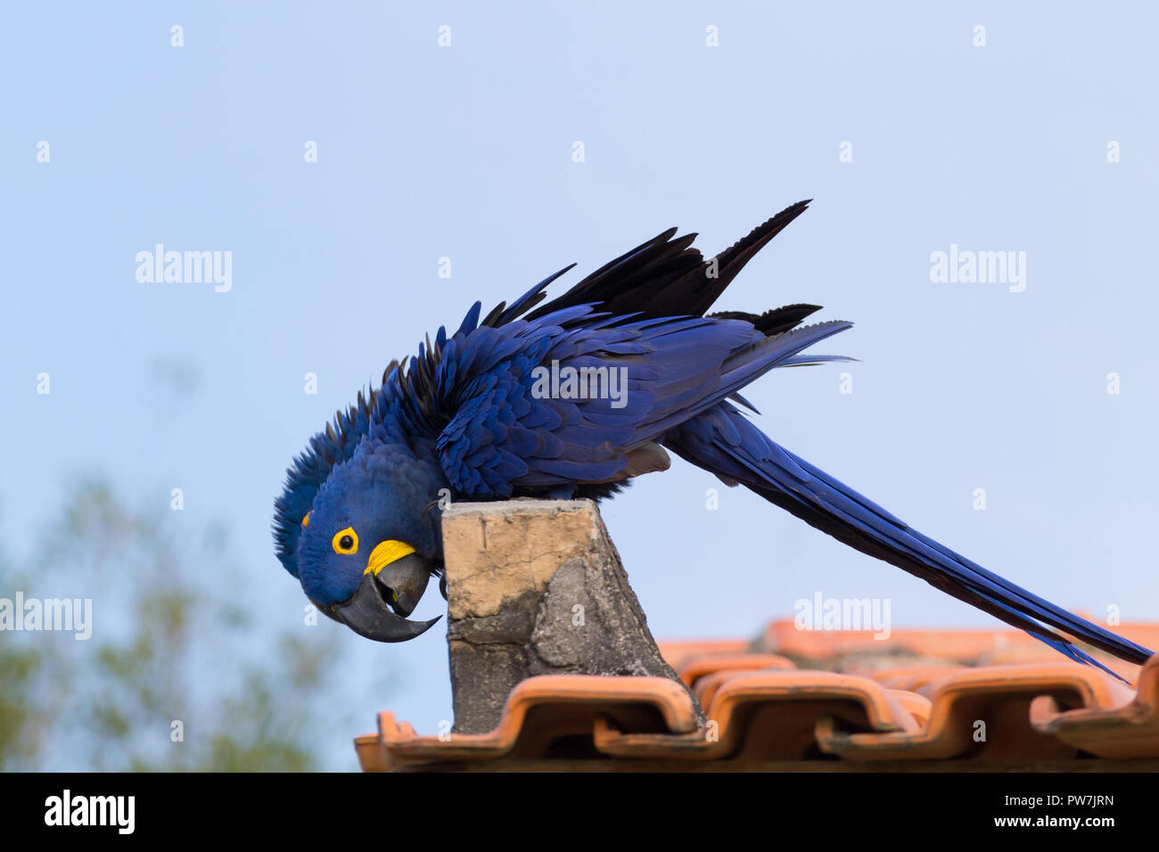 Couple of Hyacinth macaw from Pantanal, Brazil. Brazilian wildlife ...