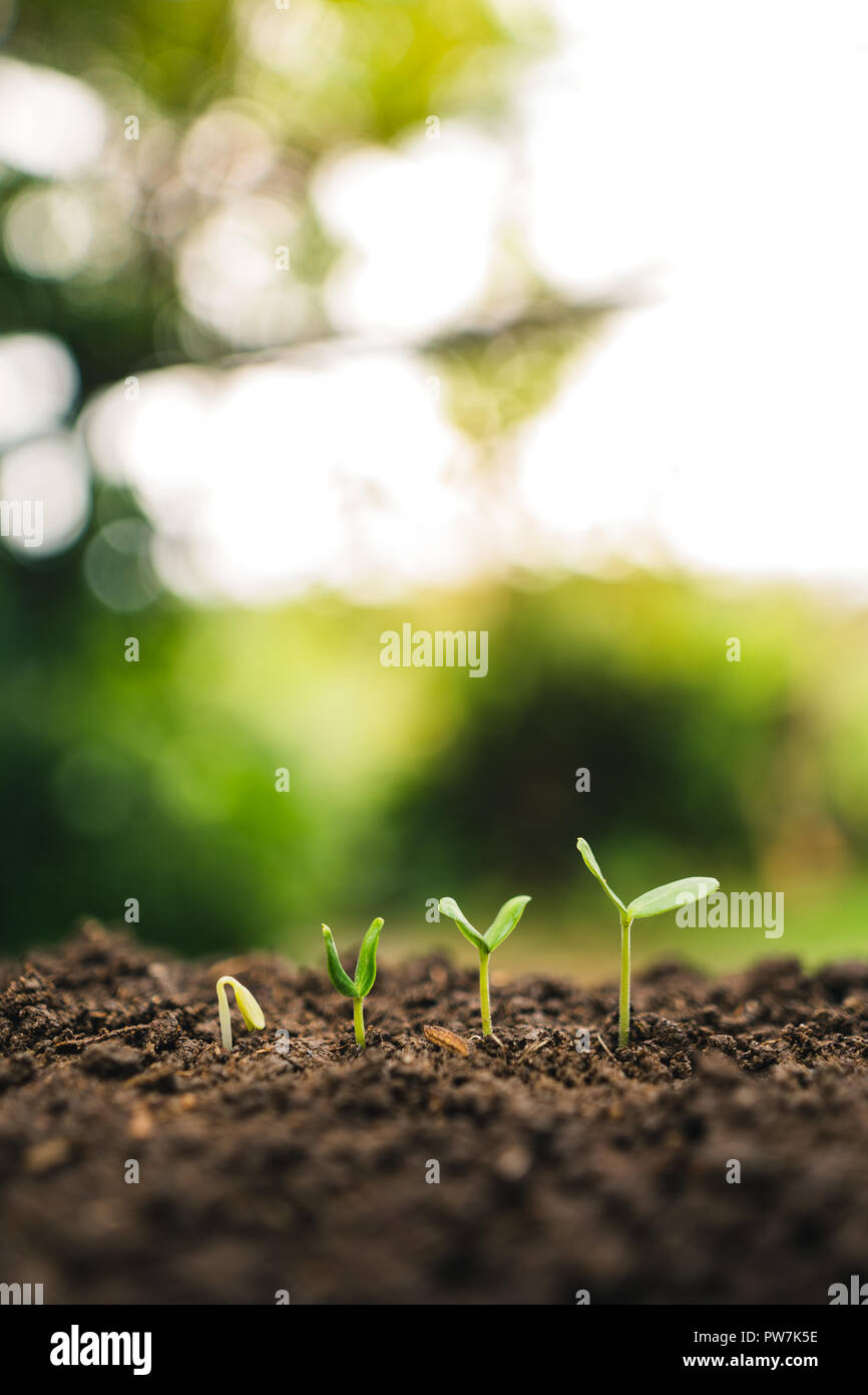 Planting trees.Tree growth,Seedling In nature Green and gold Stock ...