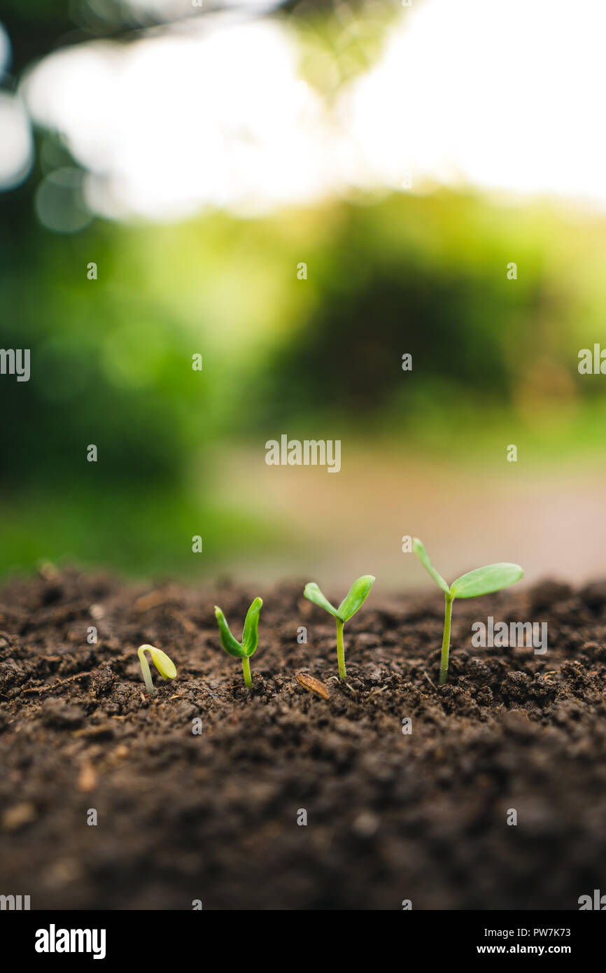 Planting trees.Tree growth,Seedling In nature Green and gold Stock ...