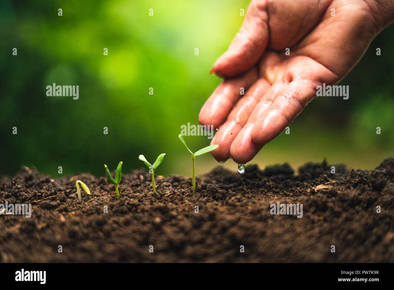Planting trees.Tree growth,Seedling In nature Green and gold Stock ...