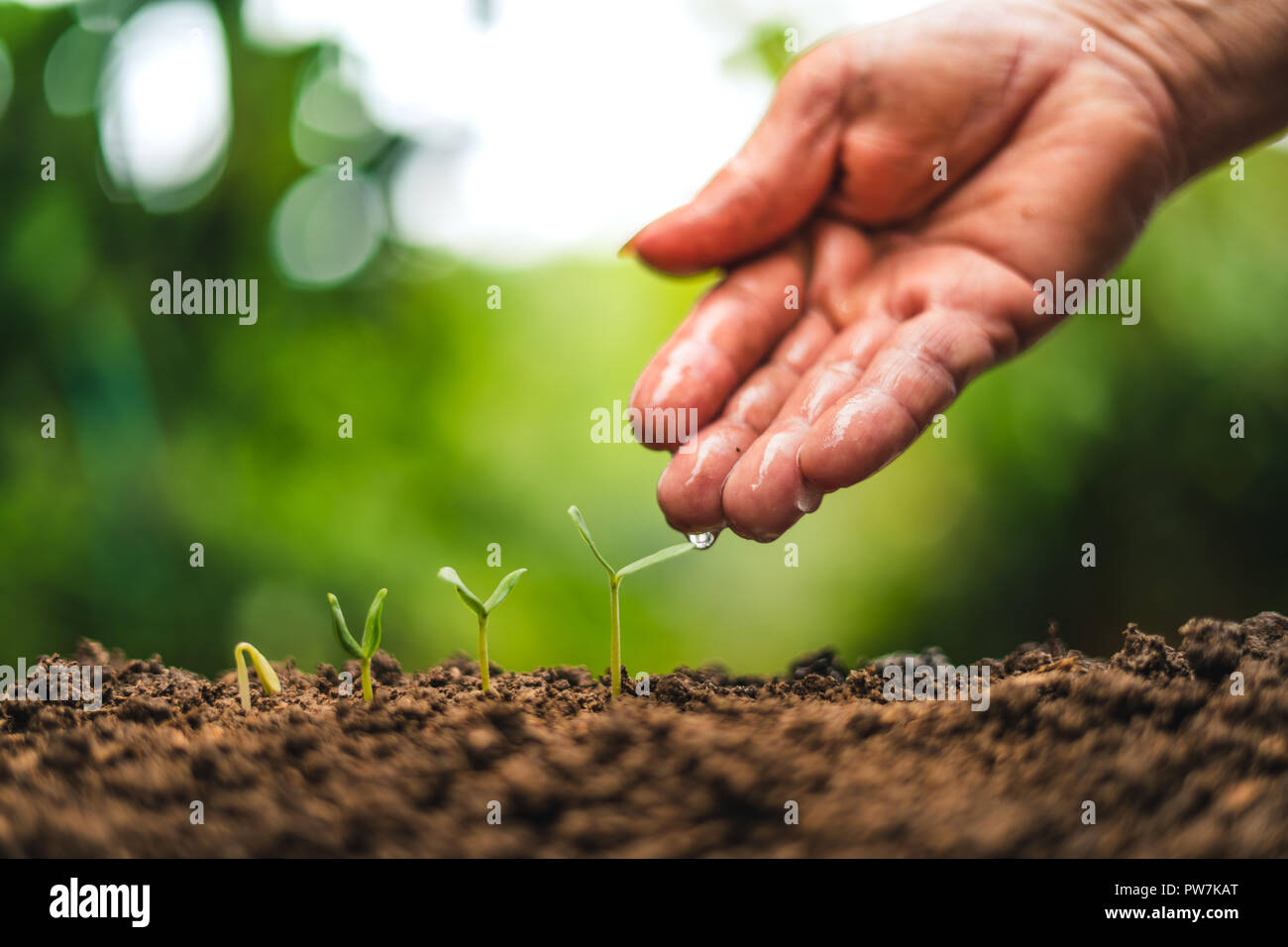 Planting trees.Tree growth,Seedling In nature Green and gold Stock ...