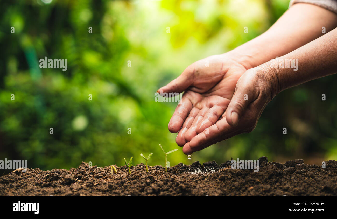 Planting trees.Tree growth,Seedling In nature Green and gold Stock ...