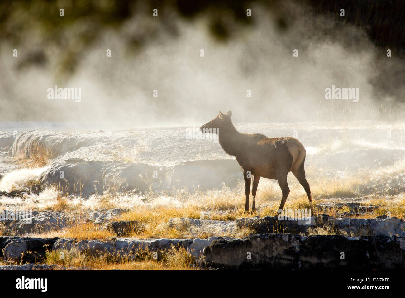 Elk Doe in Mist Stock Photo - Alamy
