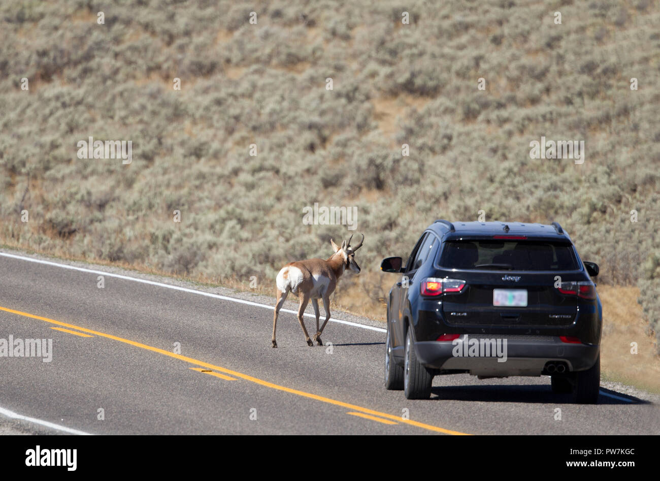 Pronghorn antelope buck crossing road in front of car hi-res stock ...