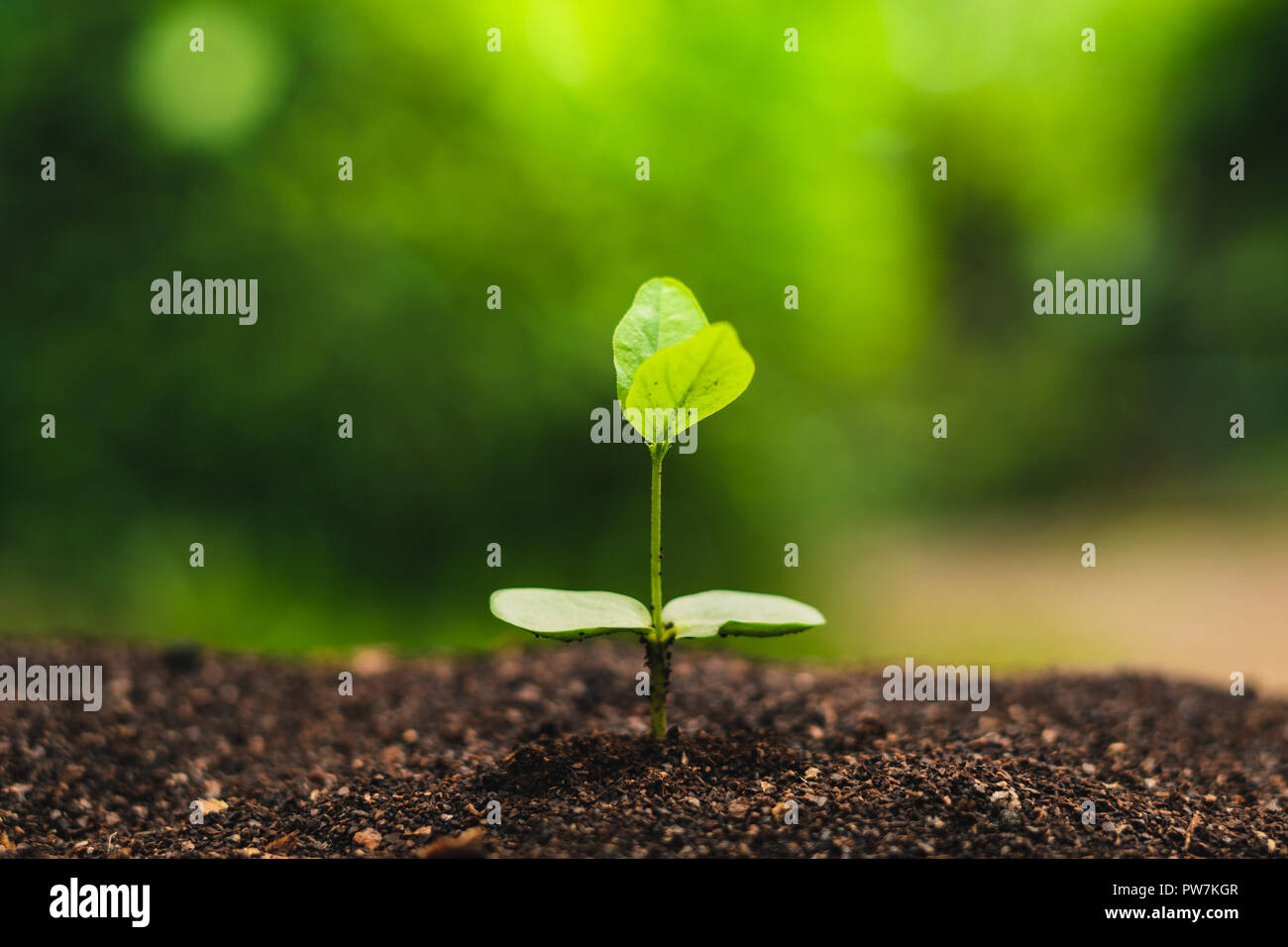 Planting trees.Tree growth,Seedling In nature Green and gold Stock ...