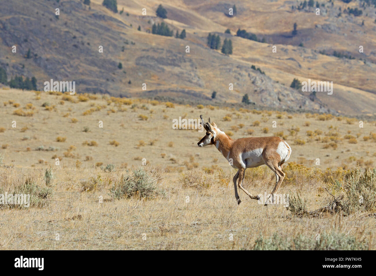 Pronghorn antelope running hi-res stock photography and images - Alamy