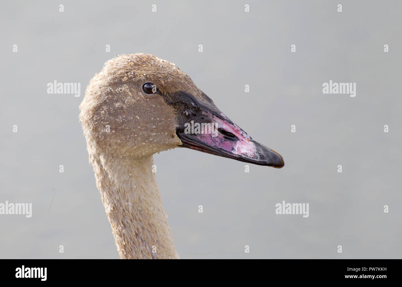 Trumpeter Swan Cygnet Portrait Stock Photo - Alamy
