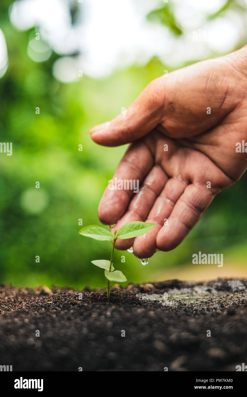 Planting trees.Tree growth,Seedling In nature Green and gold Stock ...
