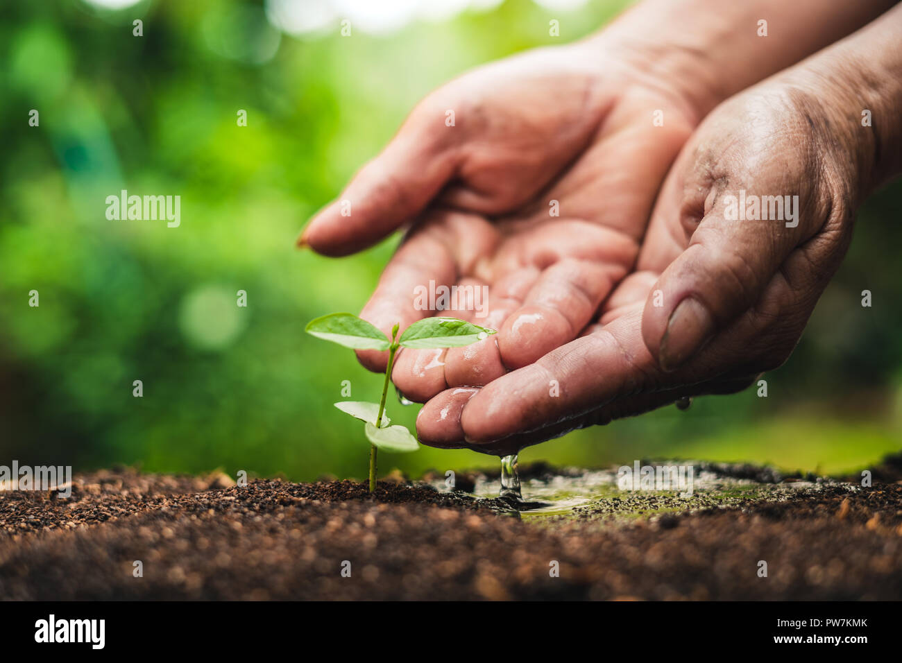 Planting trees.Tree growth,Seedling In nature Green and gold Stock ...
