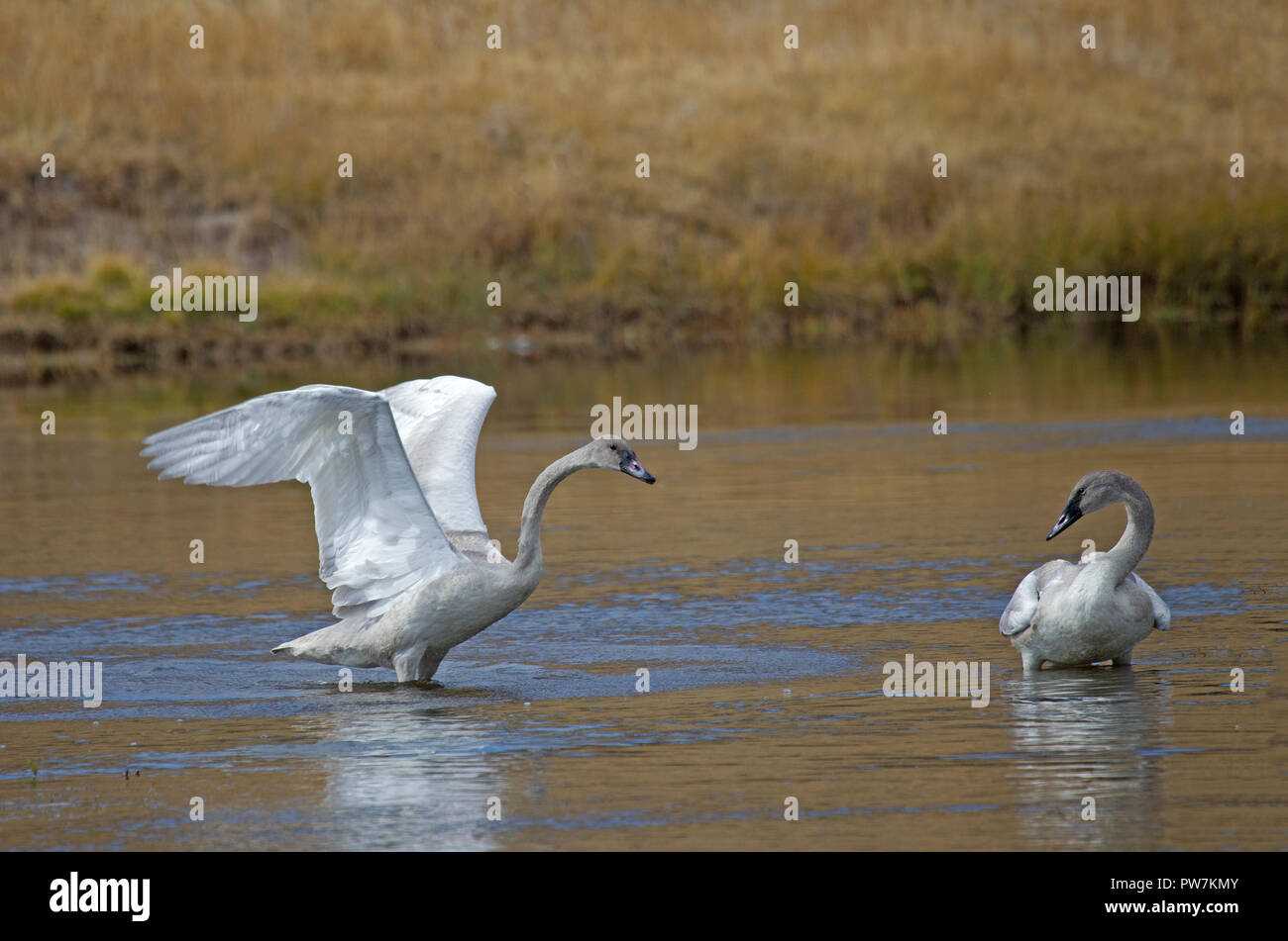 Cygnet standing hi-res stock photography and images - Alamy