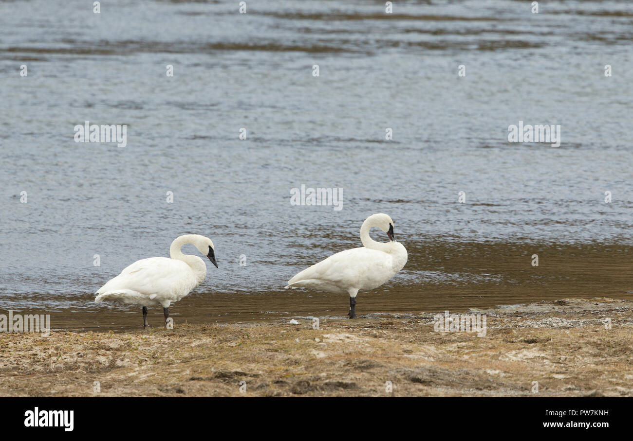 Swans standing hi-res stock photography and images - Alamy