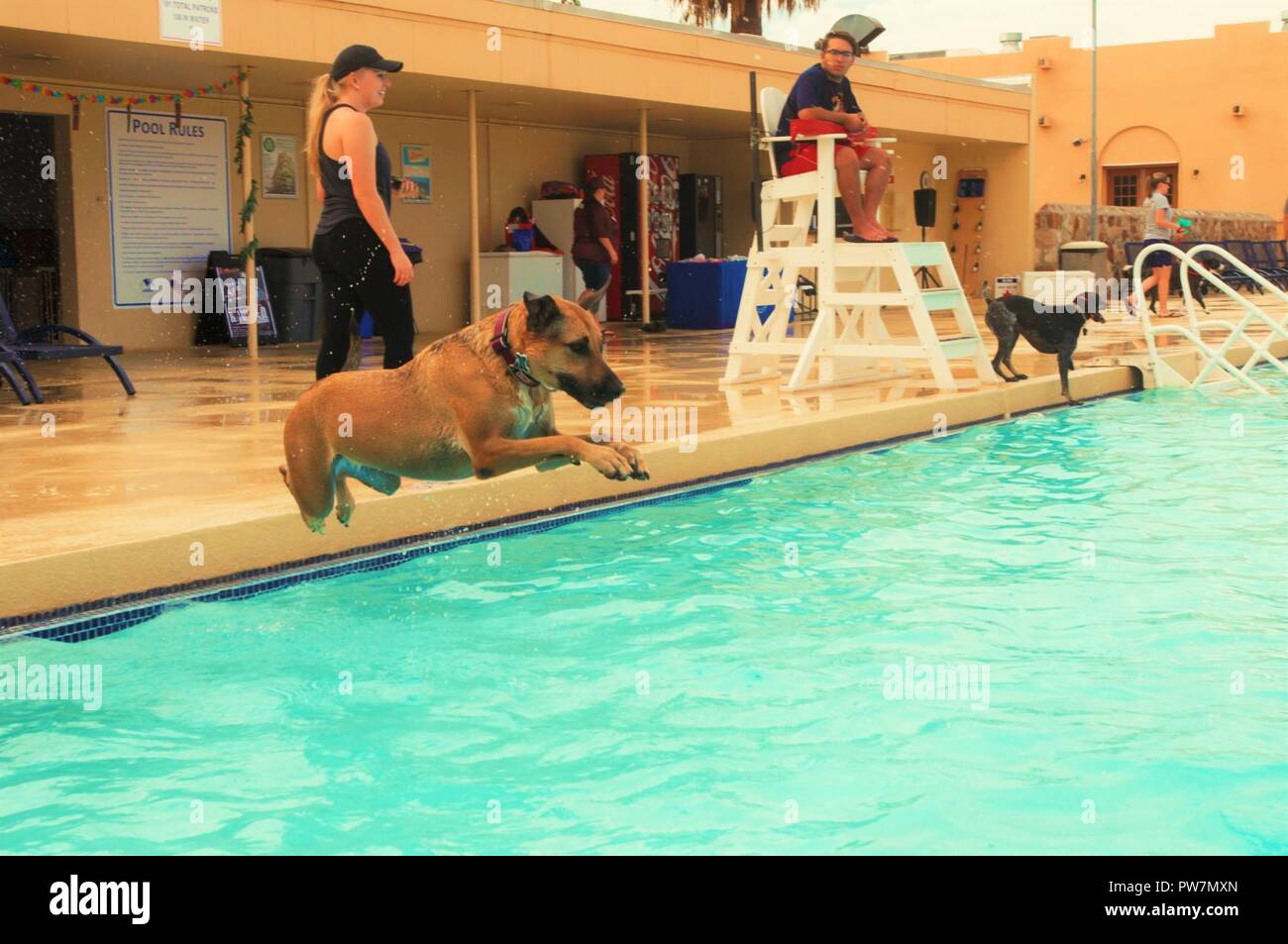 A dog takes a dive into the pool at the third annual Doggy Swim Day ...