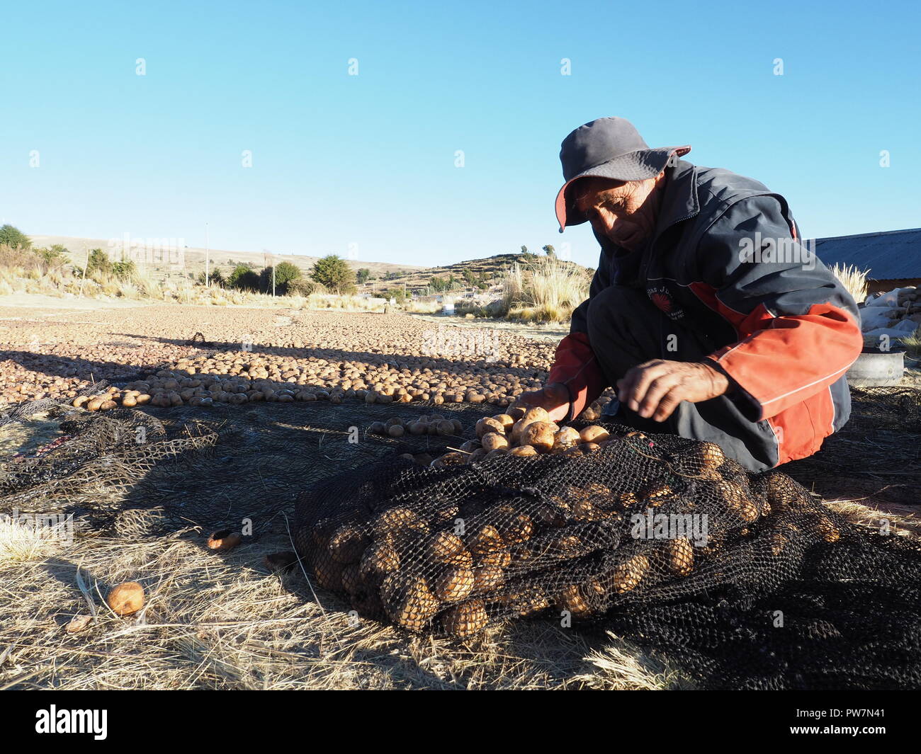 In PERU a variety of potato called Chuño, produced by dehydration ...