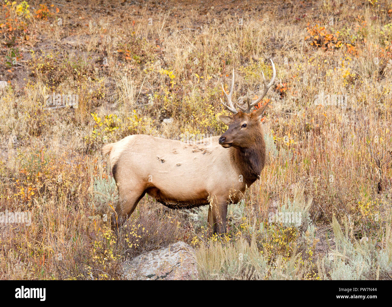 Young Bull Elk Stock Photo - Alamy