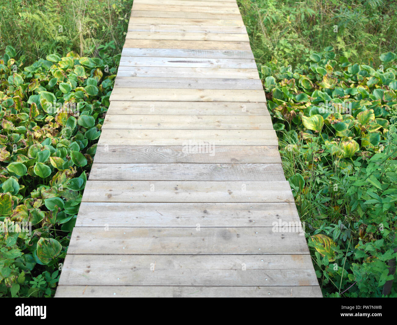 A wooden footpath crossing swamp with growing plants Stock Photo - Alamy