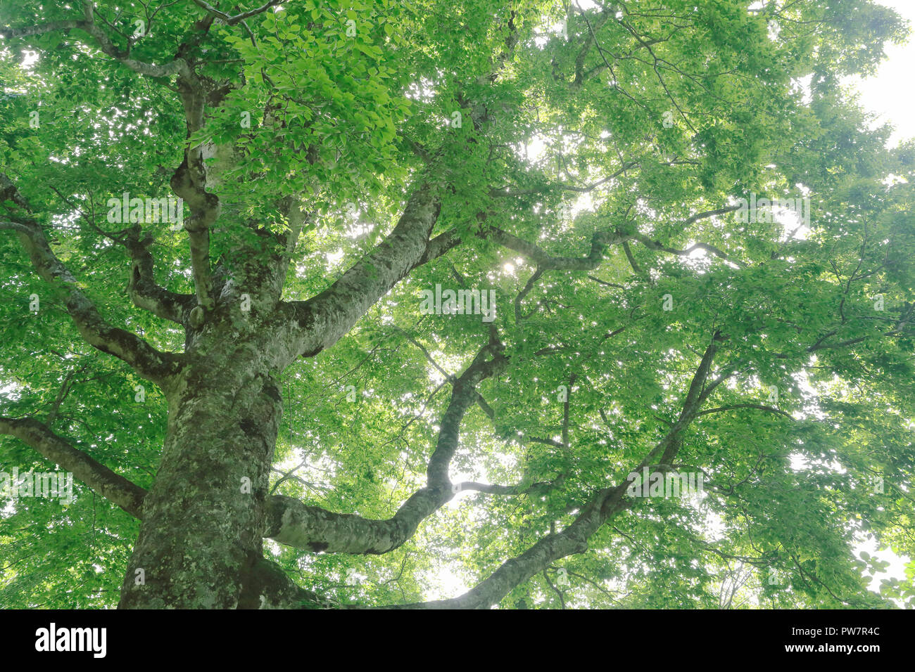 Shirakami mountains hi-res stock photography and images - Alamy