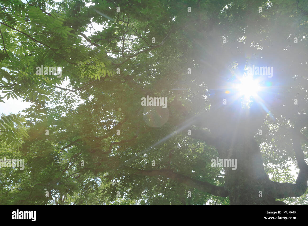 Shirakami mountains hi-res stock photography and images - Alamy