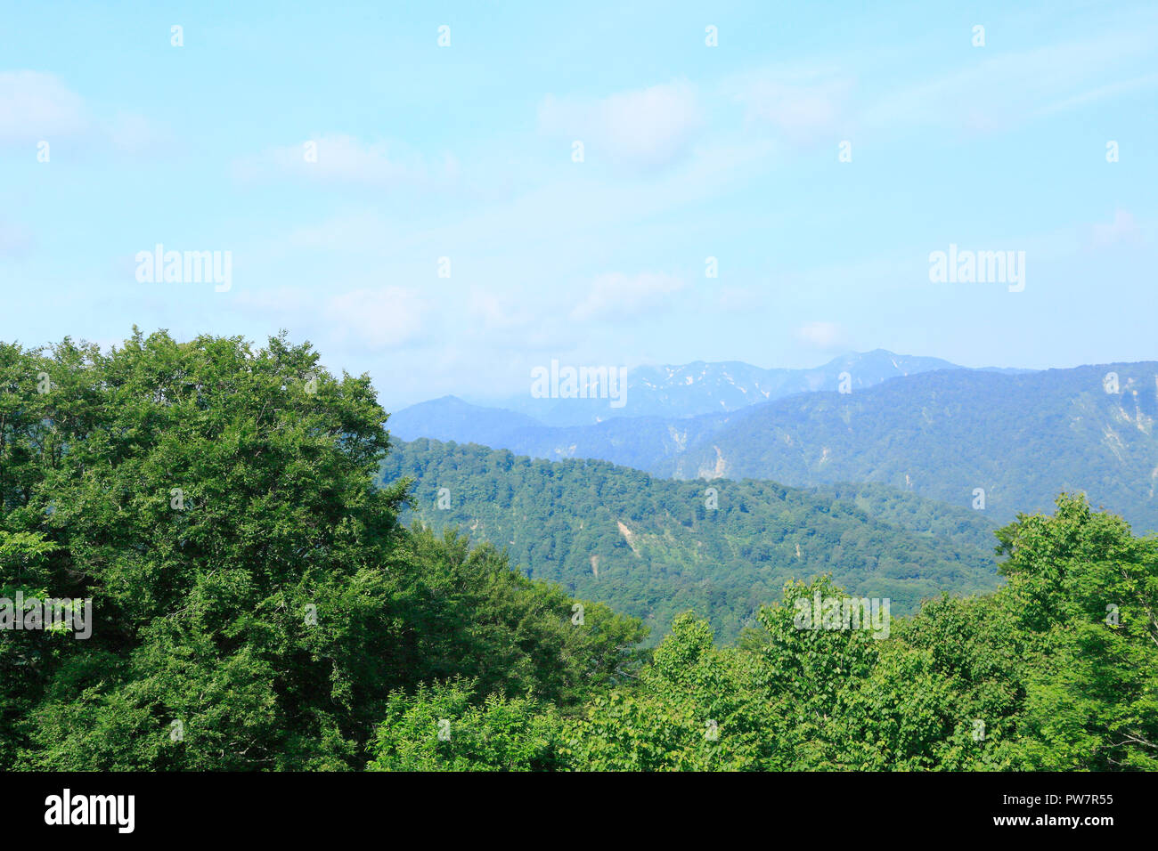 Buna tree in Shirakami mountains Stock Photo - Alamy