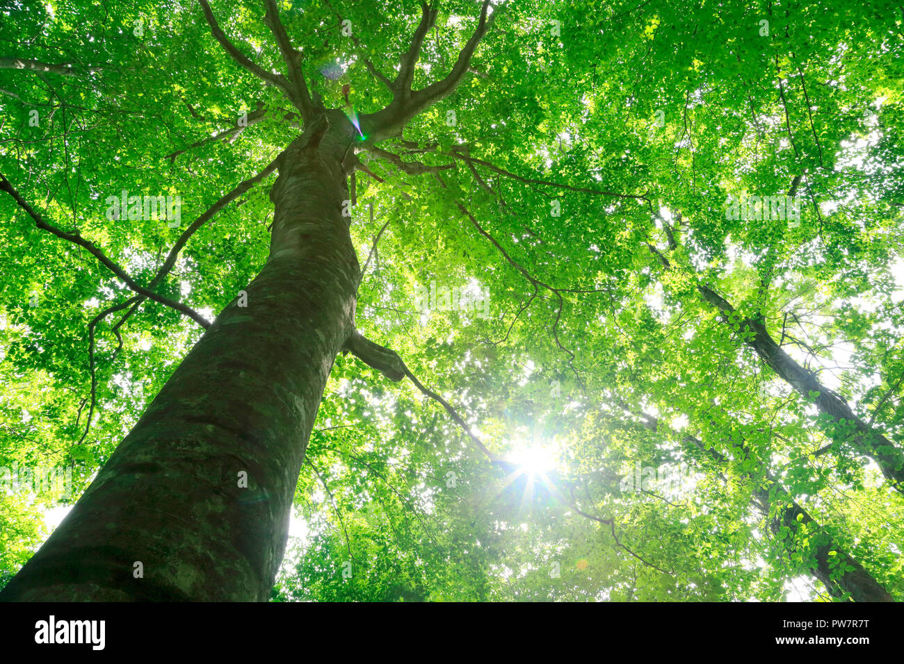 Shirakami mountains hi-res stock photography and images - Alamy