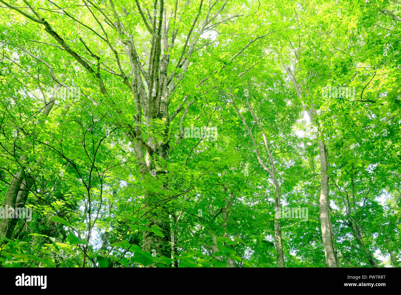 Buna tree in Shirakami mountains Stock Photo - Alamy
