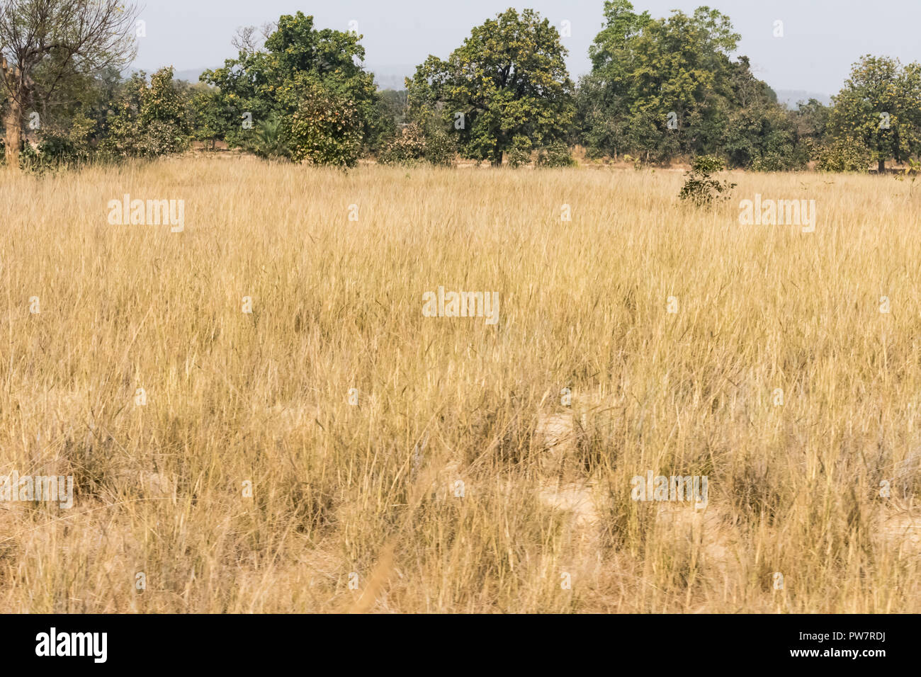 Dry bush & herbage close view looking awesome near a small rural forest ...