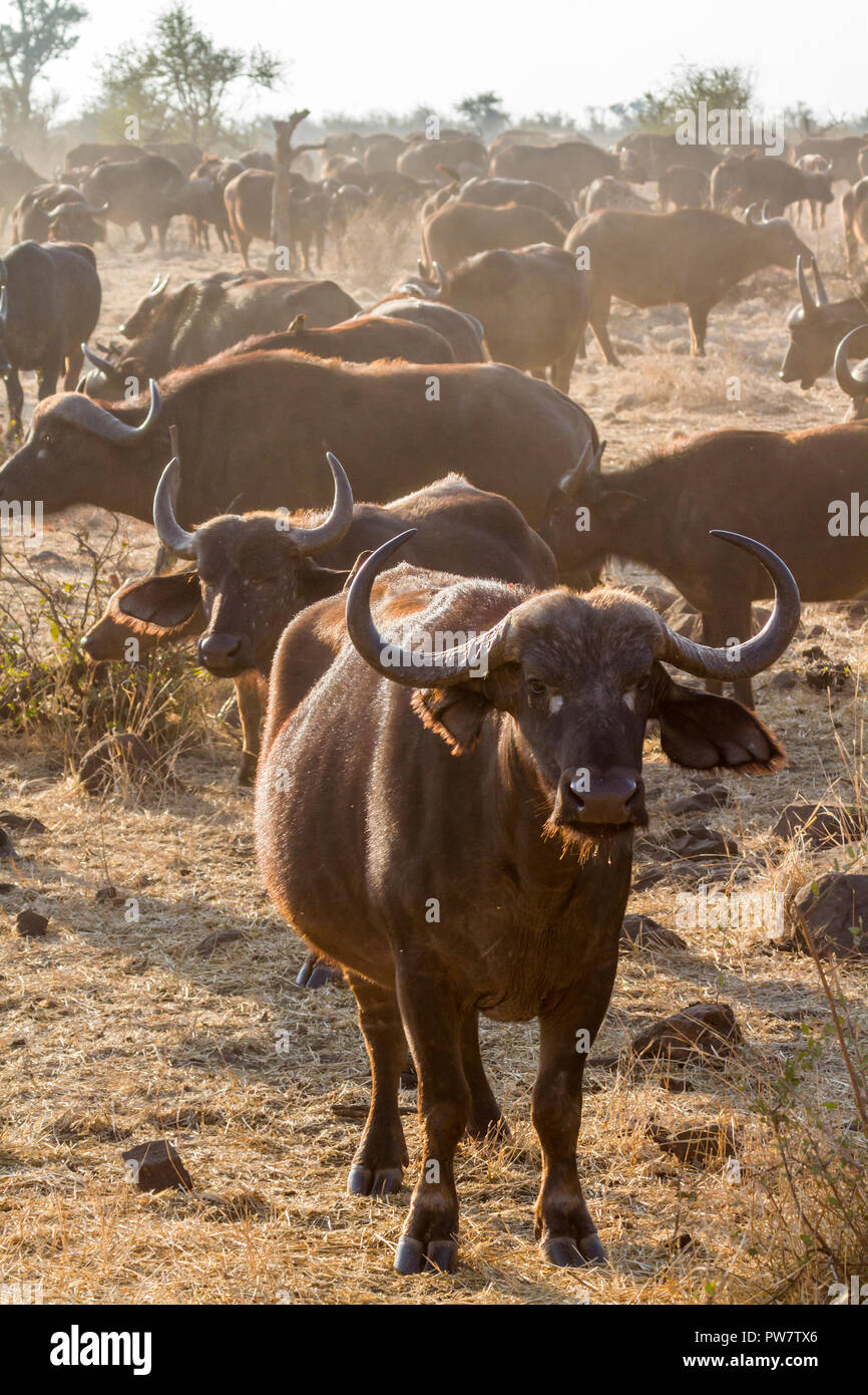 Cape buffalo hi-res stock photography and images - Alamy