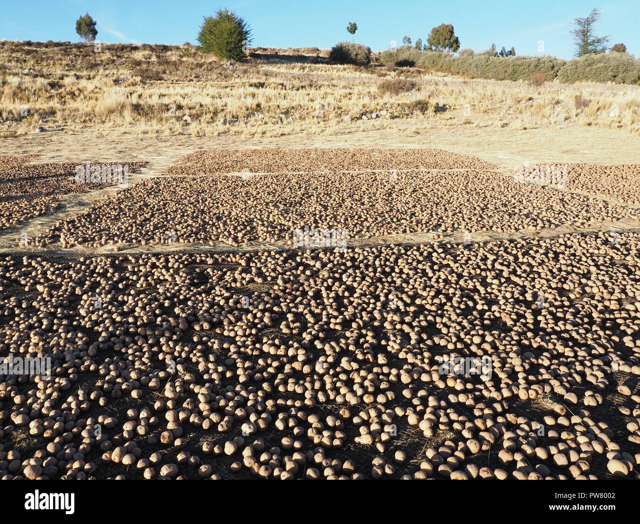 Chuno potato eat hi-res stock photography and images - Alamy