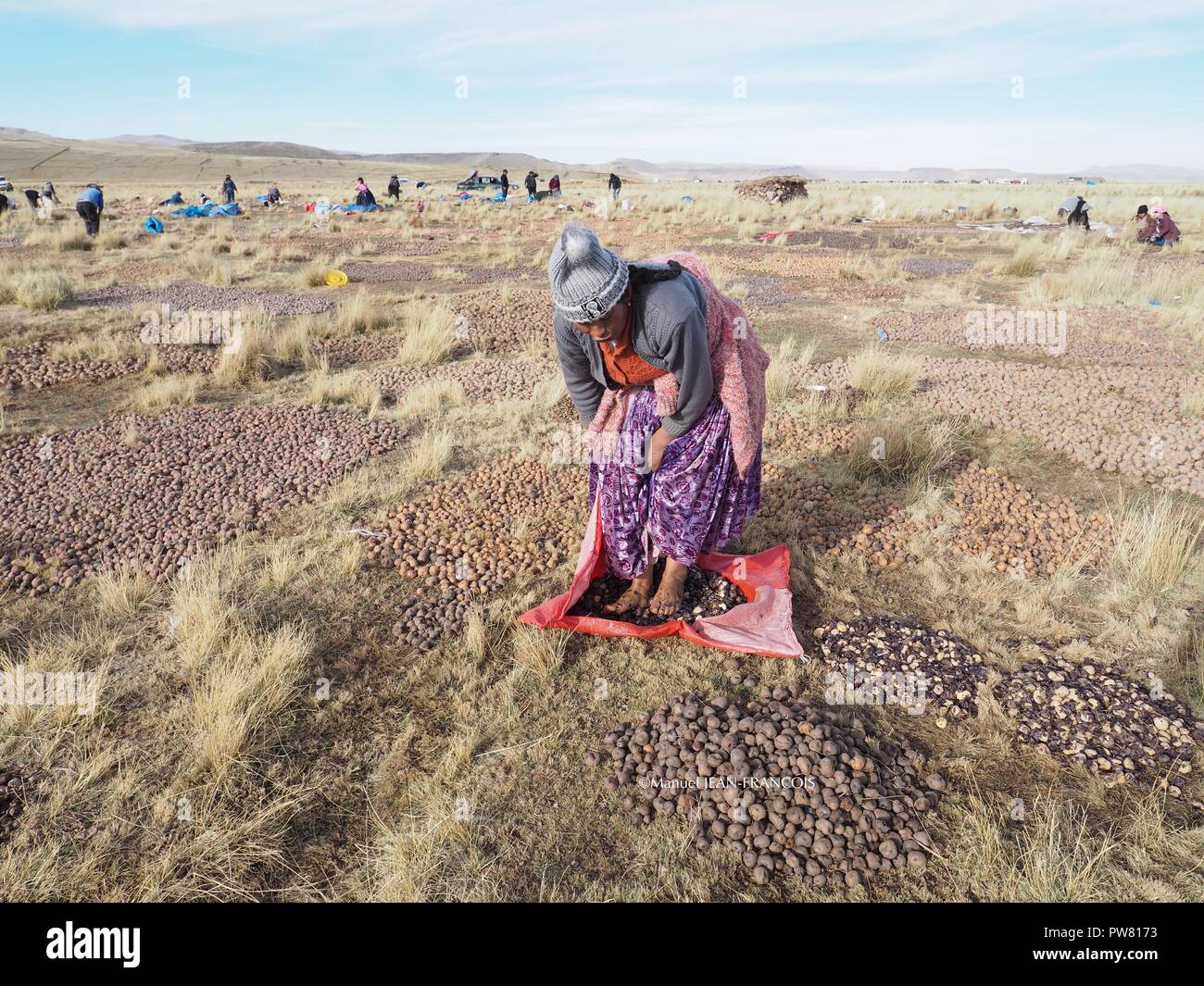 In PERU a variety of potato called Chuño, produced by dehydration ...