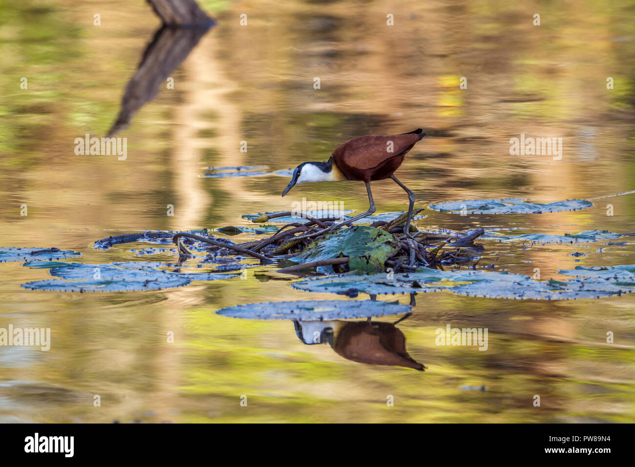 African jacana in Kruger National park, South Africa ; Specie ...