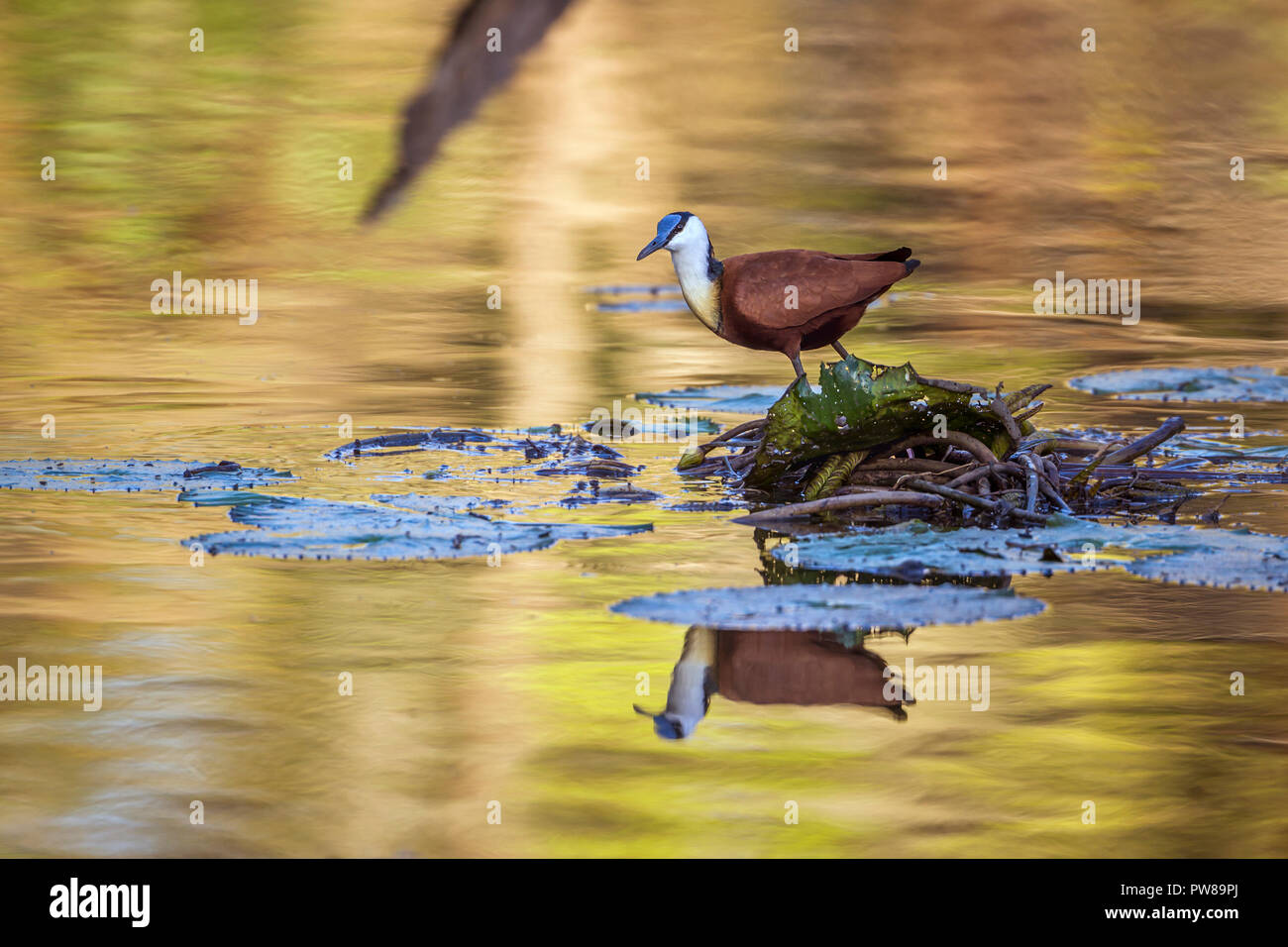 African jacana in Kruger National park, South Africa ; Specie ...