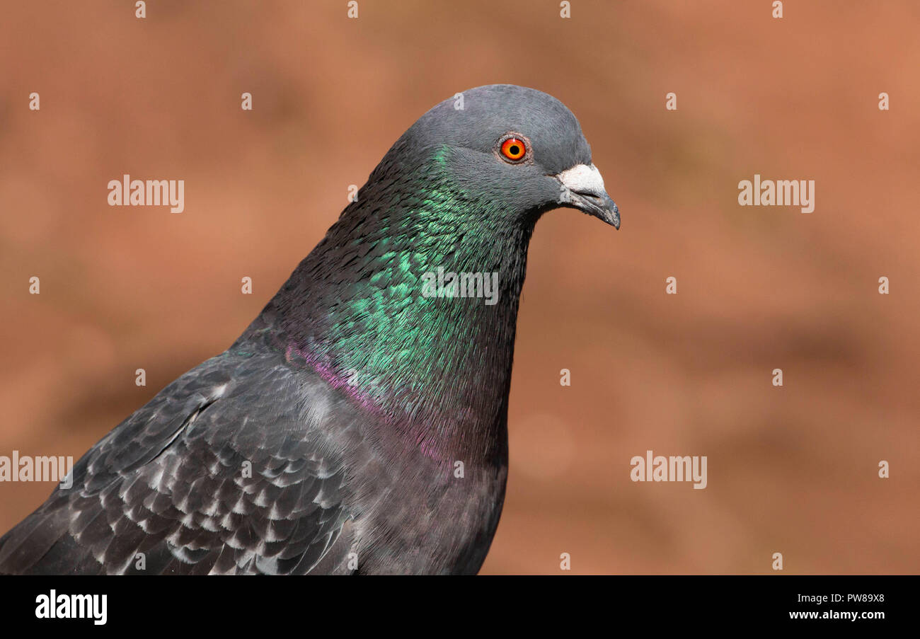 Feral Rock Pigeons High Resolution Stock Photography and Images - Alamy