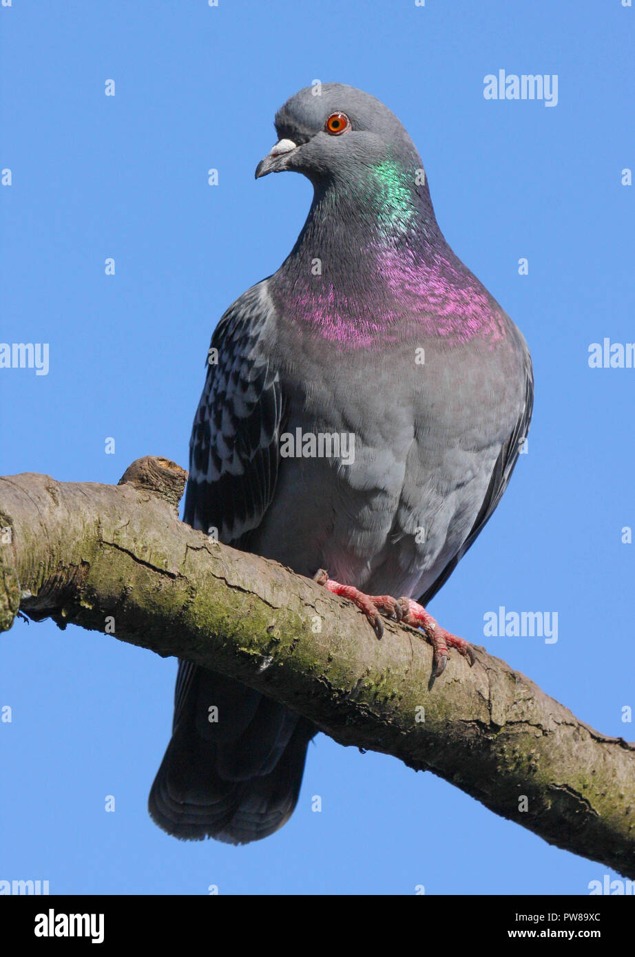 Feral rock pigeons hi-res stock photography and images - Alamy