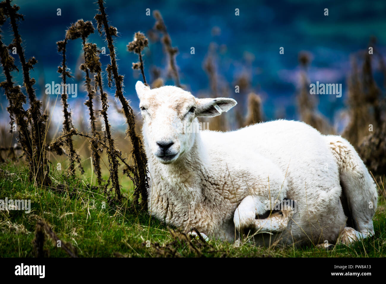 best of wales Stock Photo - Alamy