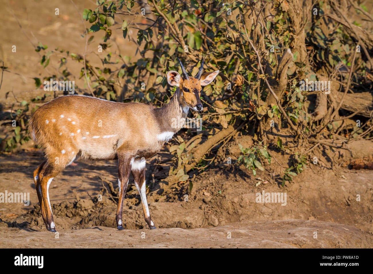 Cape bushbuck in Kruger National park, South Africa ; Specie ...