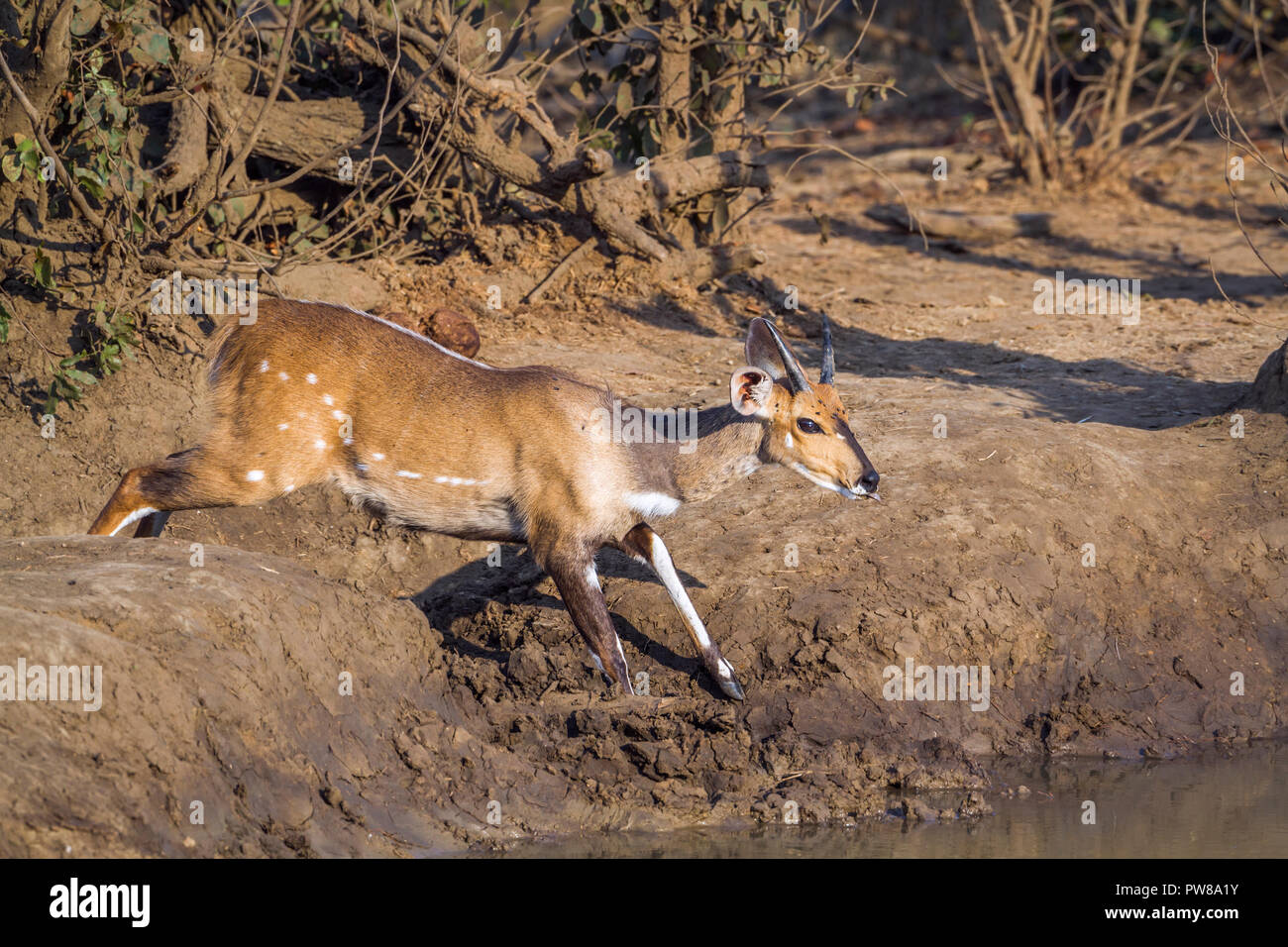 Cape bushbuck in Kruger National park, South Africa ; Specie ...